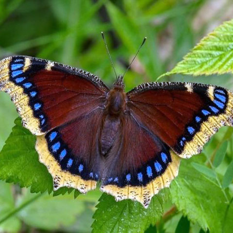 Interesting Insects of Fort Tryon Park | Events | City of New York